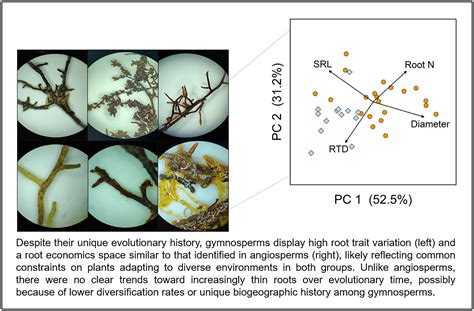 Gymnosperms Demonstrate Patterns Of Fine‐root Trait Coordination