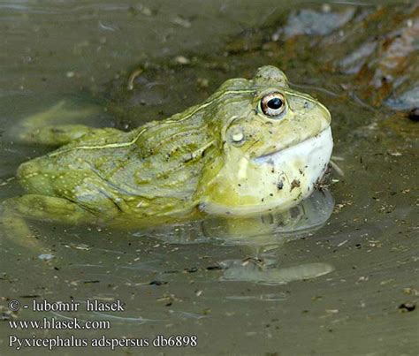 Pyxicephalus Adspersus