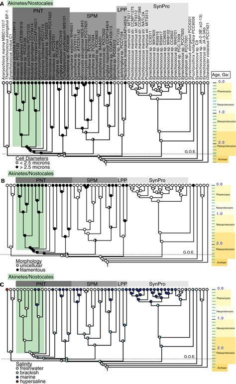 Ancestral State Reconstructionrelaxed Molecular Clock Chronogram Using Download Scientific