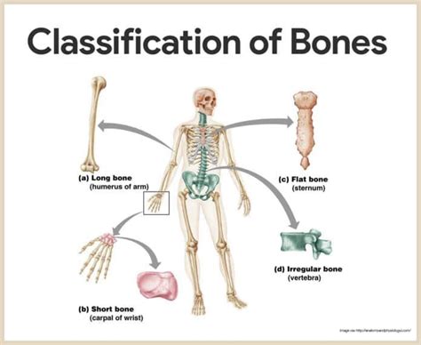 Classification Of Bones Skeletal System Anatomy And Physiology For Nurses Nursing School