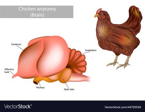 Chicken Dissection