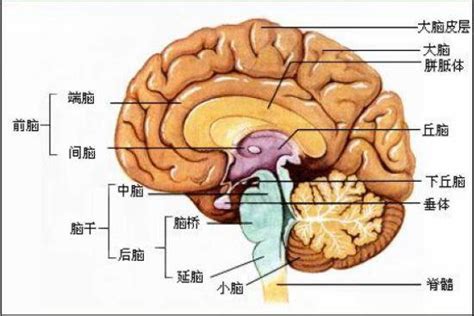 年心理学考研之大彩色脑结构图