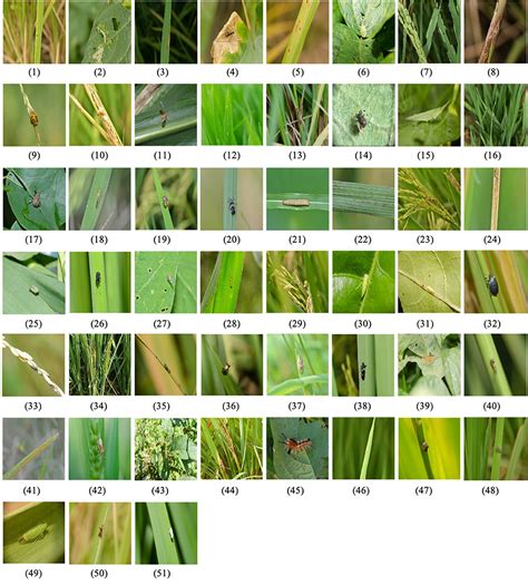 Plant Pests And Diseases Identification