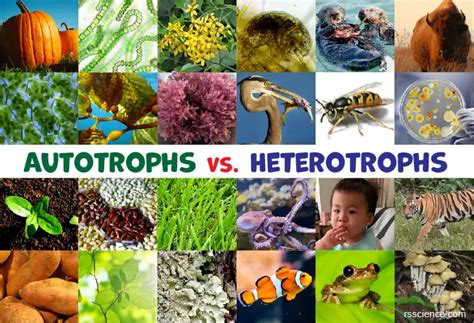 Autotrophs Vs Heterotrophs Definition And Examples Rs Science