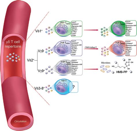 Human γδ T Cells Found In The Peripheral Blood Each Population Is