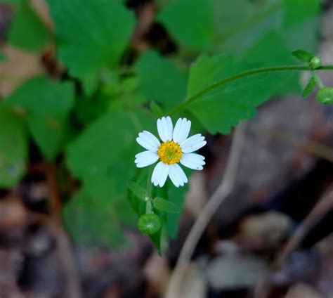 Shortray Rockdaisy From 82606 Sin México On February 4 2024 At 1003