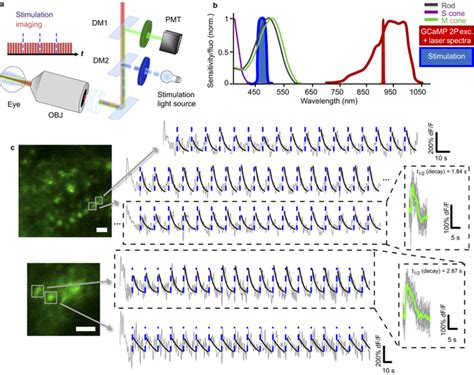 In Vivo Functional Calcium Imaging A System Schematic For The