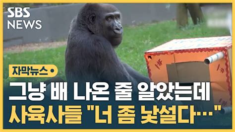 자막뉴스 어떻게 수컷이 출산을 모두를 놀라게 한 고릴라 알고 보니