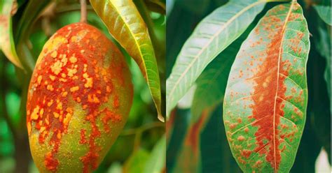 How To Control Red Rust Disease In Mango Trees Toagriculture