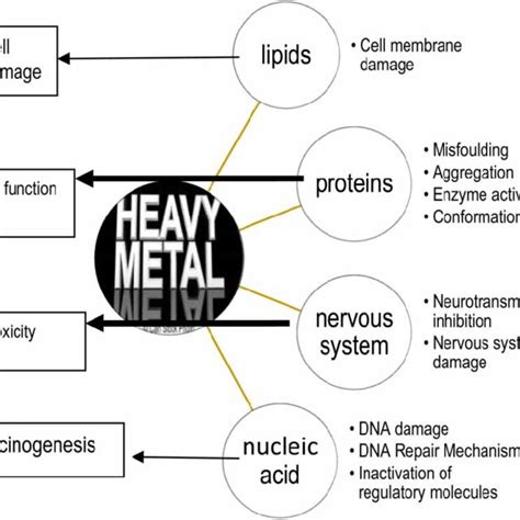 Effects Of Heavy Metals On Human Health Download Scientific Diagram