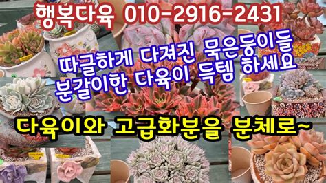 다육이 와 화분 완성체로 득템 기회 23109일🪴가을빛에 달궈진 다육이 고급 공방수제화분 에 담아 가세요 🌺행복다육 010 2916 2431 Youtube