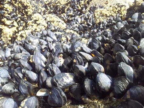 Heightened Toxin Levels Prompt Extension Community Press New Zealand