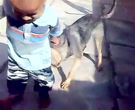 گاز گرفتن بچه توسط سگ و گاز گرفتن سگ توسط بچه ههههههههه