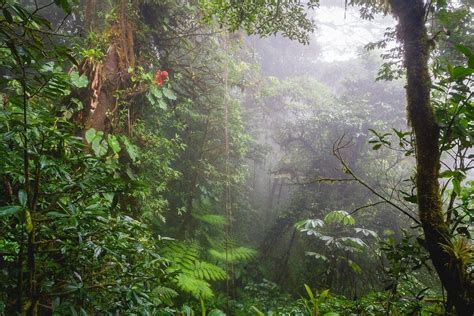 Monteverde Costa Rica Hiking The Mysterious Cloud Forest • Expert Vagabond