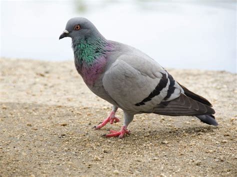 Types Of Pigeons A Guide To The Uks Various Breeds