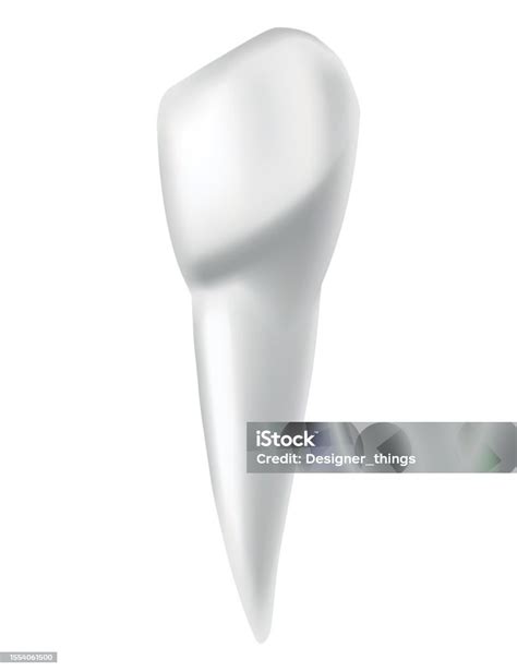 치아 해부학 의료 배너 또는 포스터 그림입니다 현실적인 하얀 치아 모형 벡터 치과 기호입니다 건강한 하얀 치아 개념에 대한 스톡