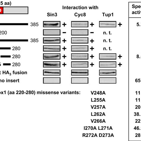 molecular analysis of yox1 interaction with corepressors and gene