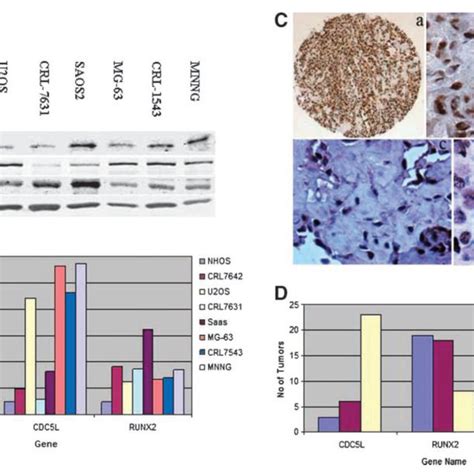 A Western Blot Analysis Of Ccnd3 Cdc5l And Runx2 Protein Expression