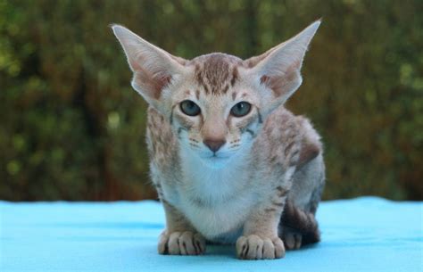 14 Oriental Shorthair Colors And Patterns With Vet Reviewed Info