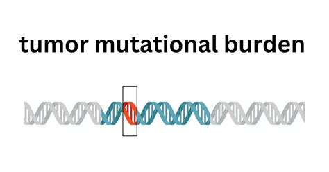 Tumor Mutational Burden A Key Biomarker In Cancer Treatment