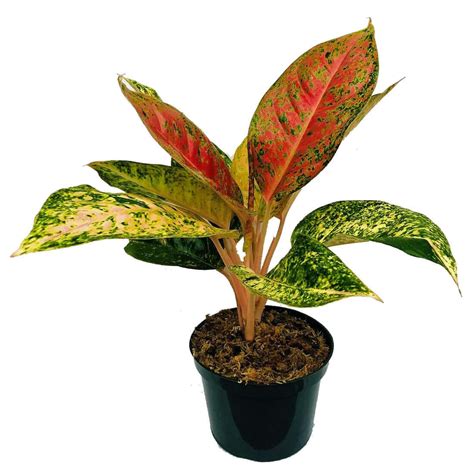 Aglaonema Ruby My Store