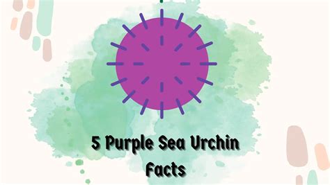5 Purple Sea Urchin Facts Exploring Fascinating Echinoderms