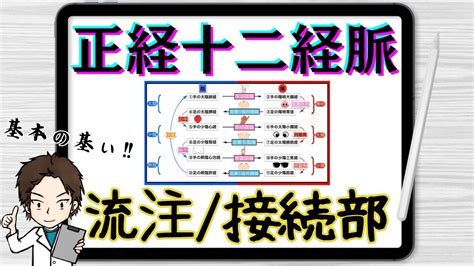 有料級正経十二経脈の流れと接続部を一目で理解流注図を頭に叩き込む方法あはき国試対策修正点は概要欄 YouTube