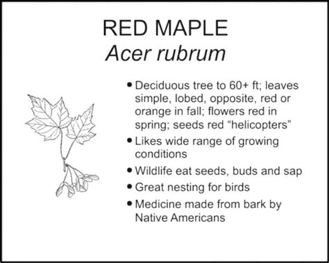 RED MAPLE Smart Garden Signs