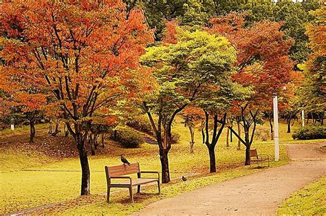 사진 대전 동춘당역사공원의 가을