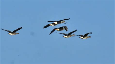 기러기 가족 우포늪 Youtube