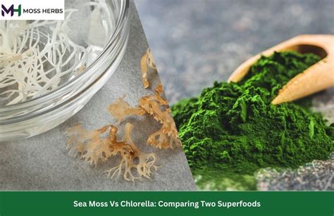Sea Moss Vs Chlorella Comparing Two Superfoods Mossherbs Sea Moss Vs Chlorella Comparing Two Superfoods Mossherbs