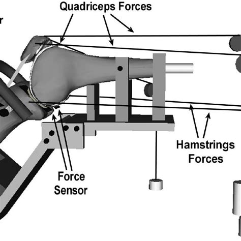 A Schematic Diagram Of The Knee With The Acl Reconstructed And The Download Scientific Diagram