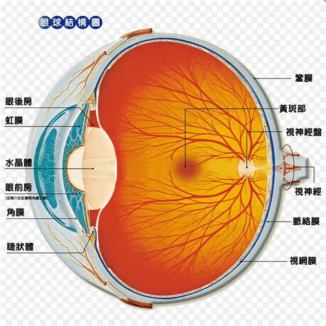 眼球结构图PNG图片素材下载 图片编号9064330 PNG素材网