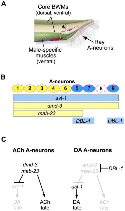 Dmd 3 And Mab 23 Specify Multiple Cell Fates In The Ray Sensorimotor Download Scientific