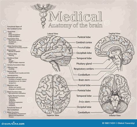 Cerebral Cortex Diagram Cerebral Cortex Basicmedical Key