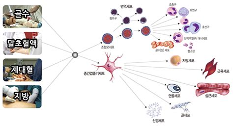 줄기세포의 종류 및 기능 네이버 블로그