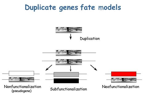 Evolution Of Genes And Proteins Ppt Download