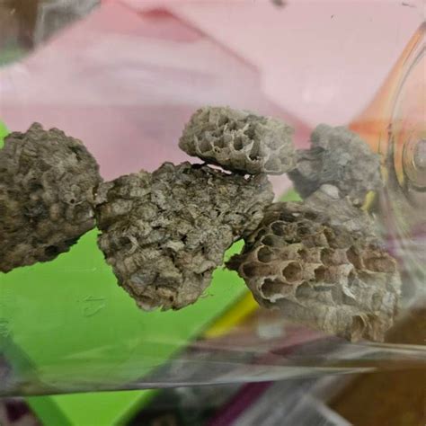 Wasp Nest Wasp Nest Art Wasp Nest Decor Paper Wasp Nest Real Wasp Nest Witchcraft Etsy