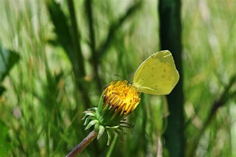 野の花にキタキチョウ 2 DSC 9210 by miyamasampo ID12479325 写真共有サイト PHOTOHITO