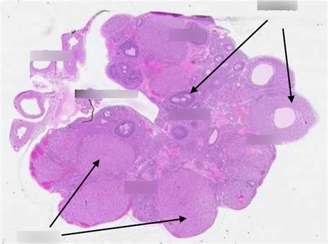 Ovary Slide Diagram Quizlet