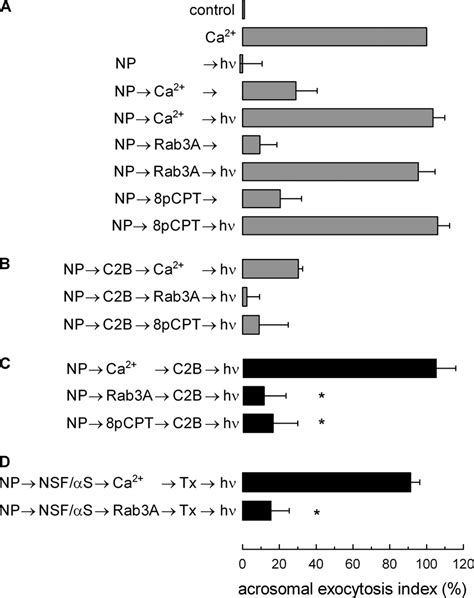 Role Of Calcium During Early Stages Of Acrosomal Exocytosis