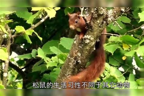 5个最懒惰的动物 活5年睡4年 成功把自己睡死了 成功 动物