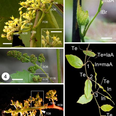 Main Modes Of Branching In Plants A Monopodial Branching In Which Download Scientific
