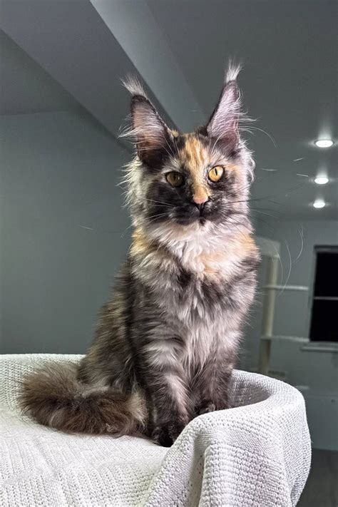 Dorothy The Fluffy Maine Coon Kitten