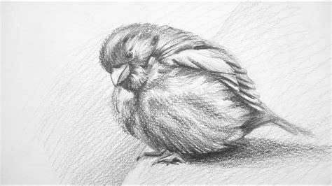 як намалювати горобців Ravlyk