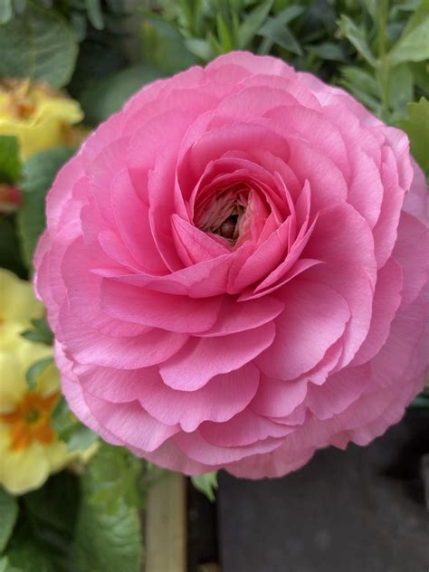 Pink Ranunculus Flowers
