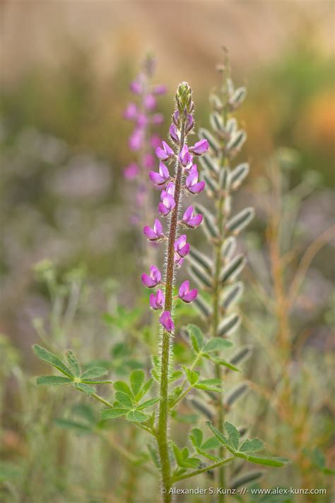 Lupinus Hirsutissimus Stinging Lupine Alexander S Kunz Photography