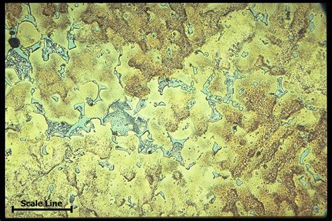 Copper And Copper Alloy Microstructures Copper Tin Alloys