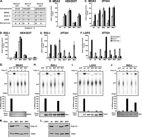Atp Hydrolysis And Antiviral Signaling Of Point Mutations In Helicase