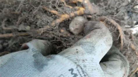 Олон наст УДВАЛ цэцэг жил бүр гарч ирдэг Ус бага шаарддаг сүүдэрт модны дор хүртэл сайхан